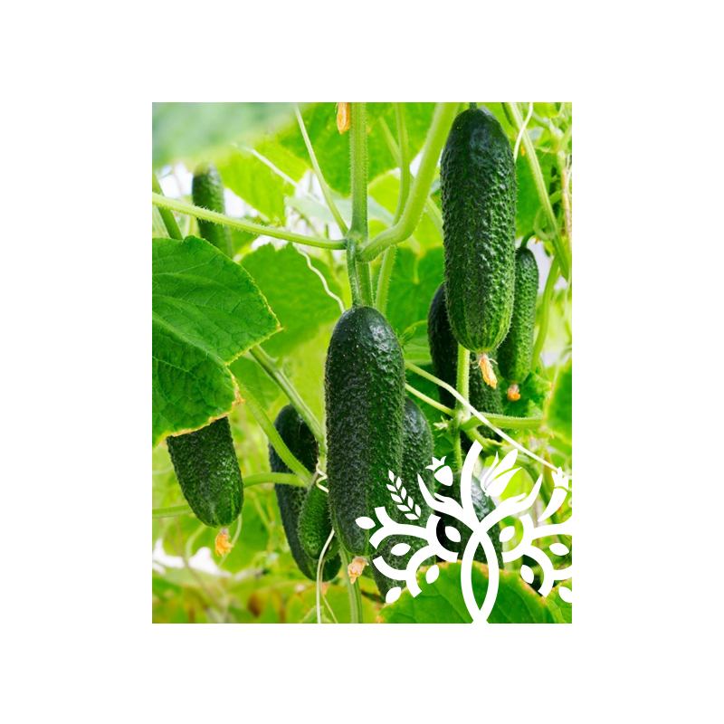 Castraveti Trilogy F1 1000 seminte @ Agronor