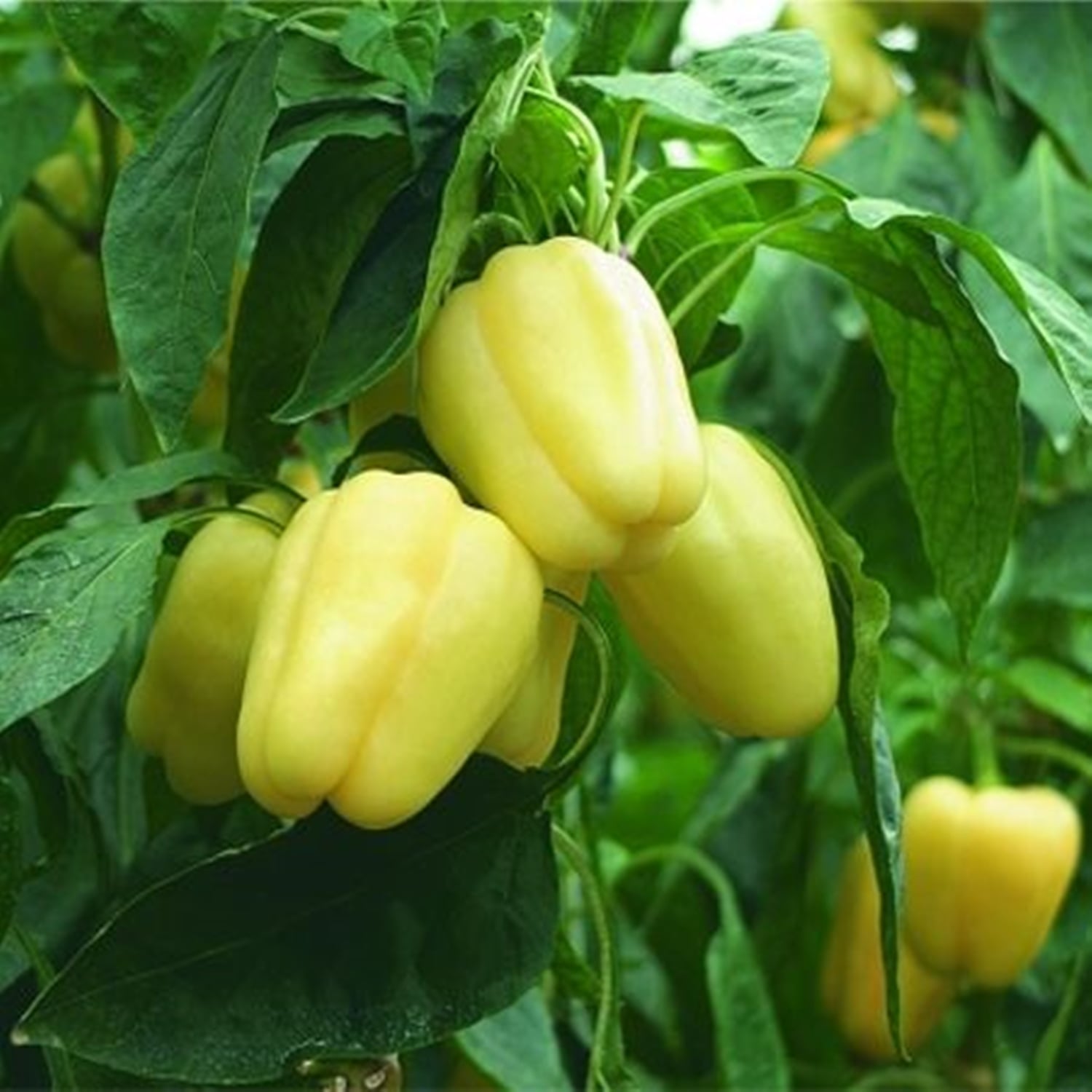 Ardei Barbie 500 seminte @ Agronor